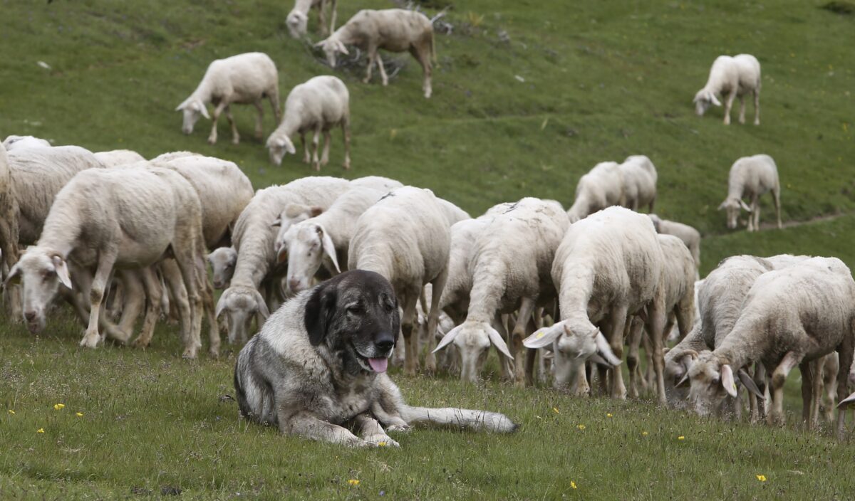 North Macedonia ready to create huge new national park | News, Sports ...